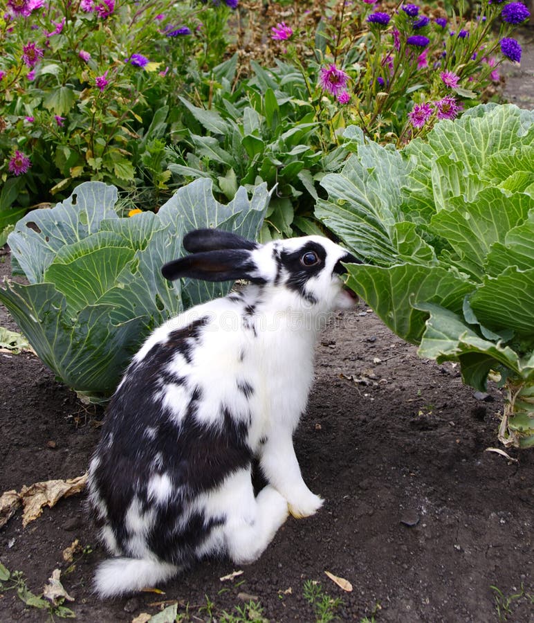 Rabbit eats cabbage stock photo. Image of patchy, brindled - 16364218