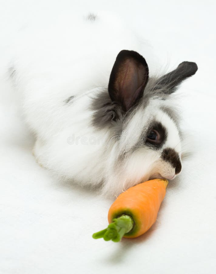 Rabbit eats a carrot stock image. Image of domestic, rodent - 6236185