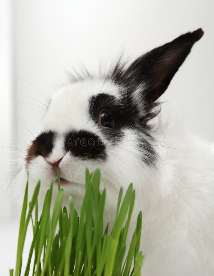 Rabbit eating a grass stock photo. Image of eating, domestic - 7748504