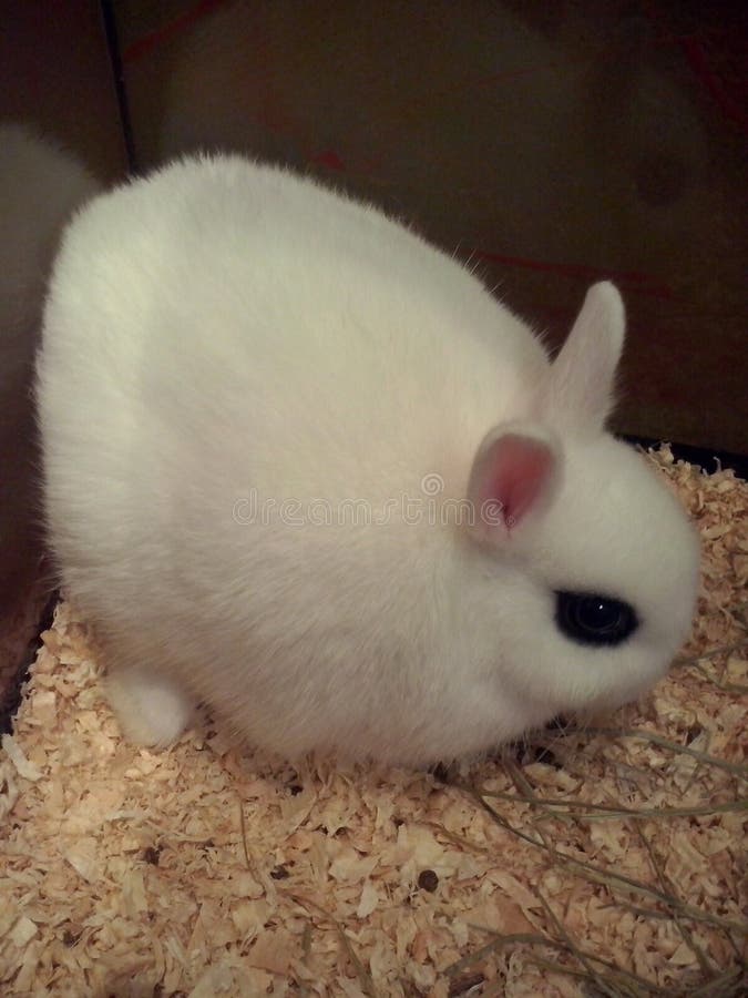 White rabbit stock photo. Image of rabbit, ears, rodent - 53157256