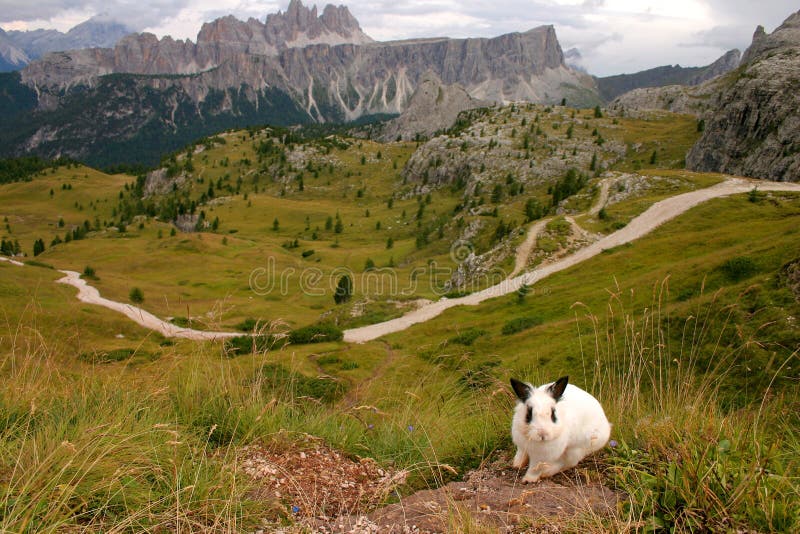 Rabbit on the edge stock photo. Image of green, road, gravel - 4222732