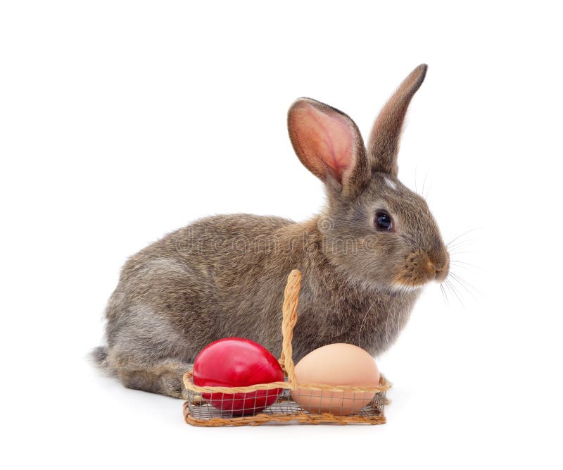 The Rabbit and the Eggs stock image. Image of yellow - 76605133
