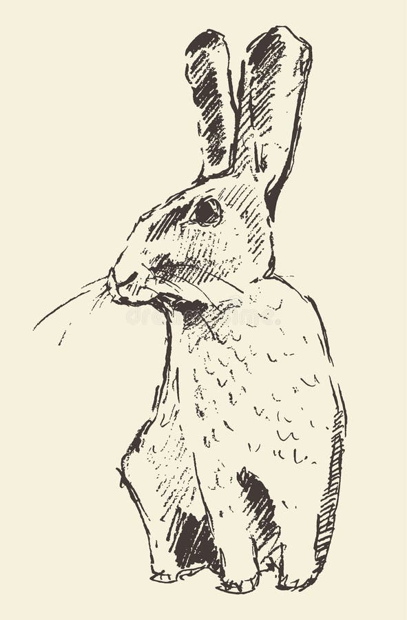 Rabbit, Engraving Style Vintage Hand Drawn Sketch Stock Vector ...