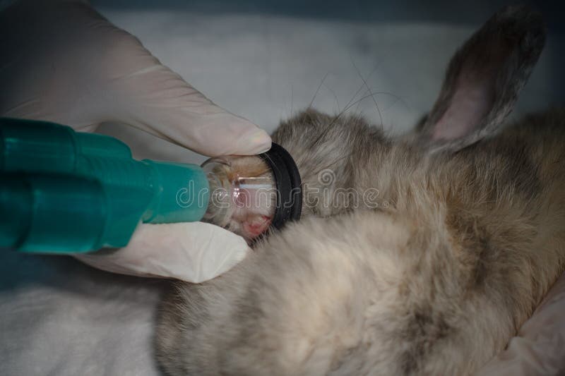 Rabbit Equipped with an Oxygen Mask on the Muzzle in a Veterinary ...