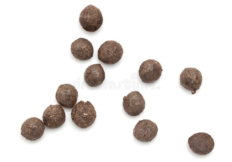 Hare Poop stock photo. Image of natural, brown, rabbit - 102284792