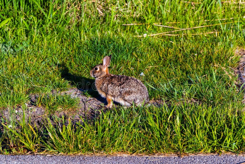Bunny Exercising Stock Photos - Free & Royalty-Free Stock Photos from ...