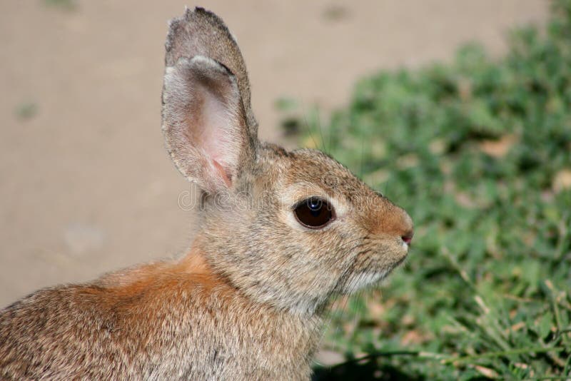 Rabbit Eye stock image. Image of white, wild, nice, rabbit - 29407071