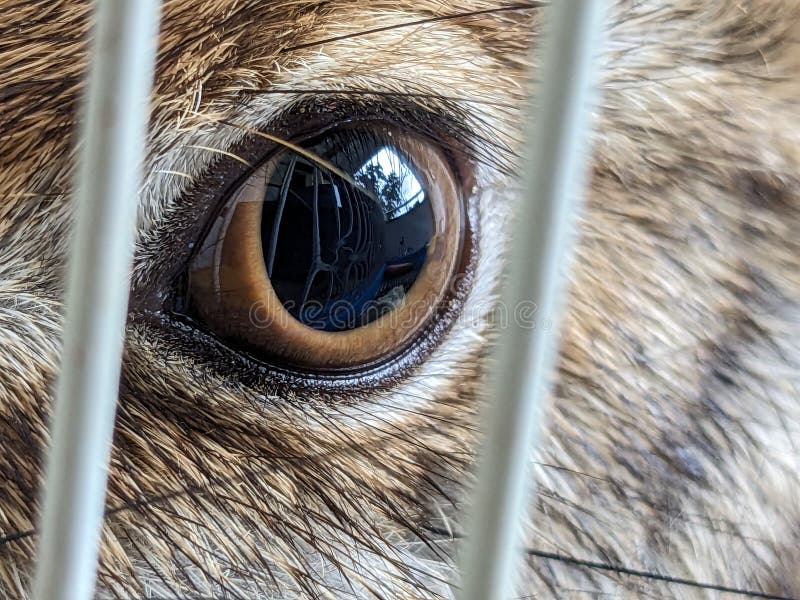 Rabbit Eye Macro Photography in the Cage Stock Image - Image of macro ...