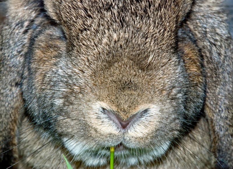 Rabbit face stock image. Image of mammal, bunny, animal - 26391655
