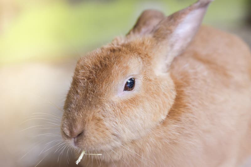Rabbit face close up stock photo. Image of april, cute - 212566020