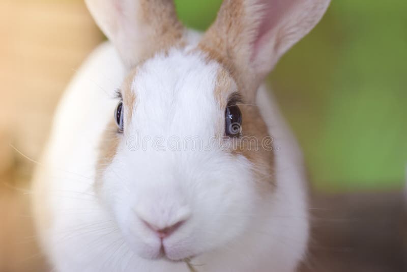 Rabbit face close up stock image. Image of happy, horizontal - 212566023