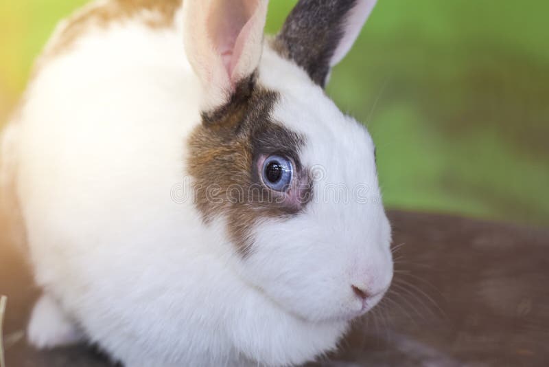 Rabbit face close up stock image. Image of easter, green - 212566031