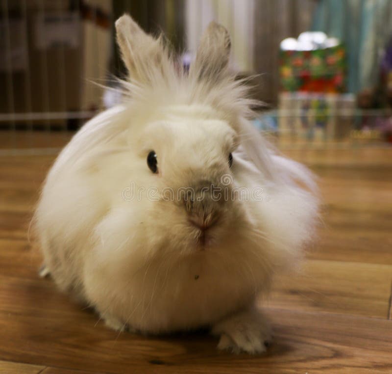 Rabbit Face Selfie Close Up Stock Image - Image of funny, fluffy: 213347071