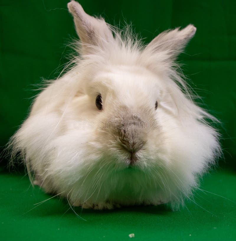 Rabbit Face Selfie Close Up Stock Photo - Image of spring, small: 213349030
