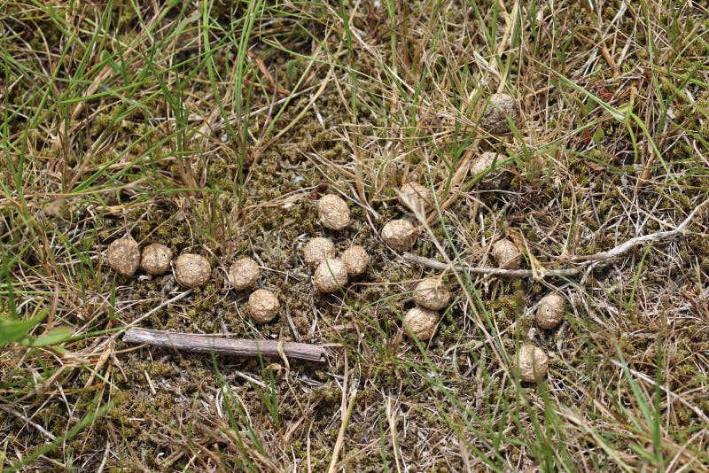 Wild Rabbit Droppings Stock Photos - Free & Royalty-Free Stock Photos ...