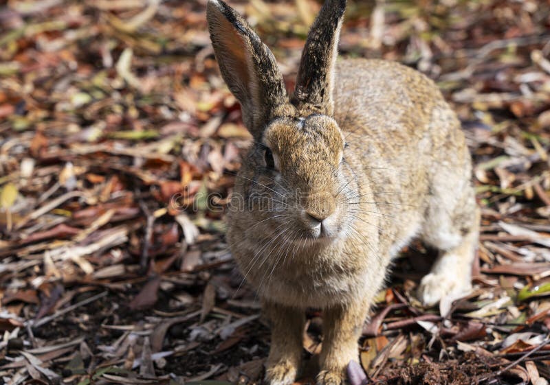 Rabbit on a fallen leaf stock image. Image of leaf, fauna - 208561349