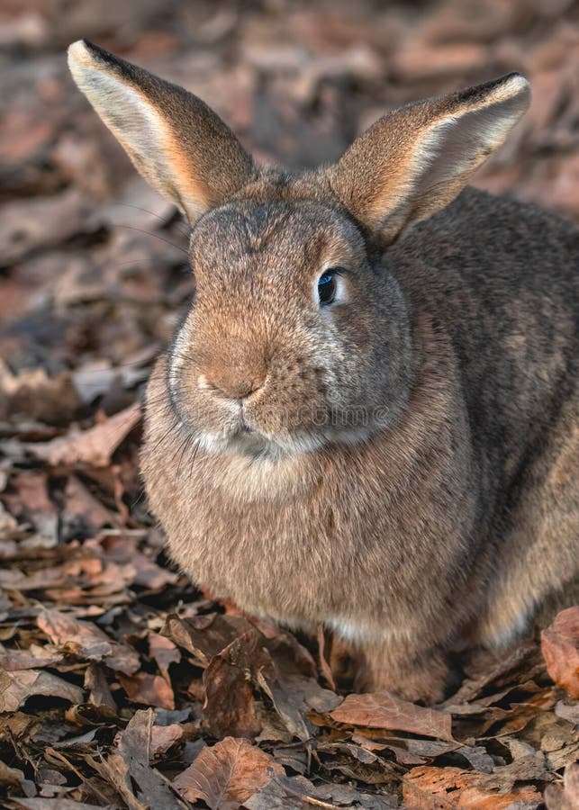 Rabbit in Fallen Leaves stock image. Image of vertical - 369168081