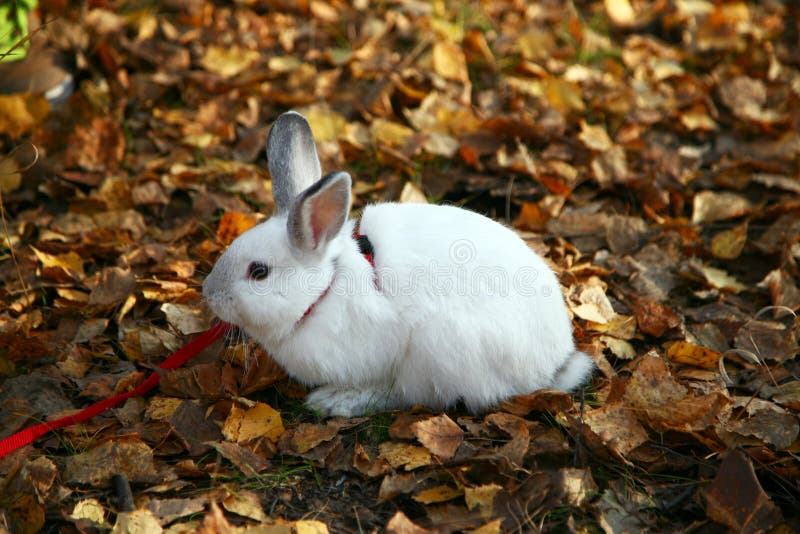 Toy Rabbit in Fallen Autumn Leaves Stock Image - Image of maple ...