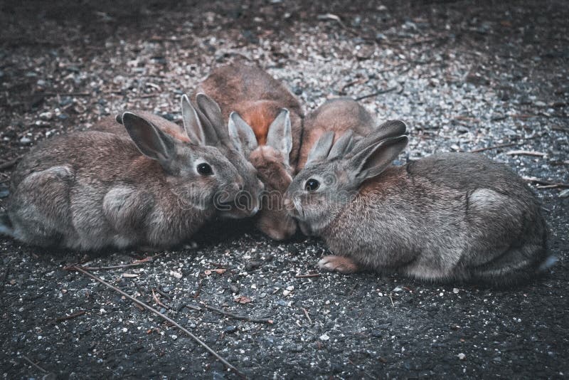Rabbit family ðŸ ° stock image. Image of rodent, mouse - 208178009