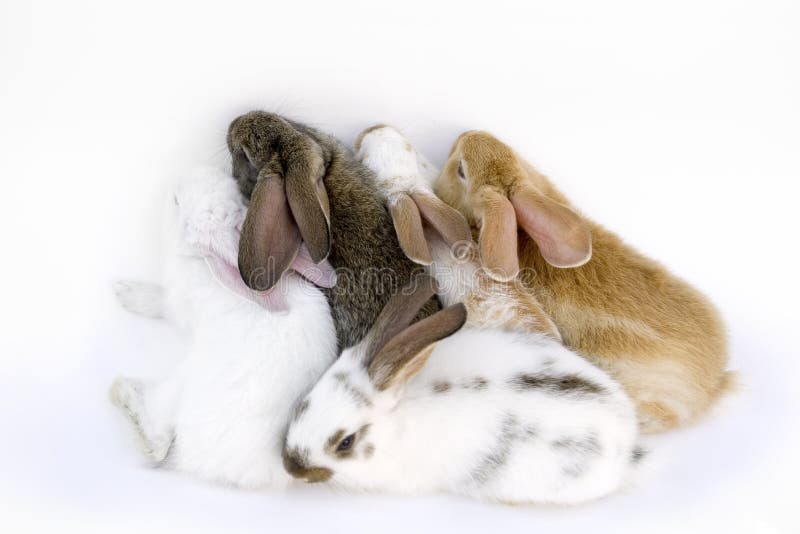 Rabbit family stock image. Image of sleeping, tenderness - 3006201