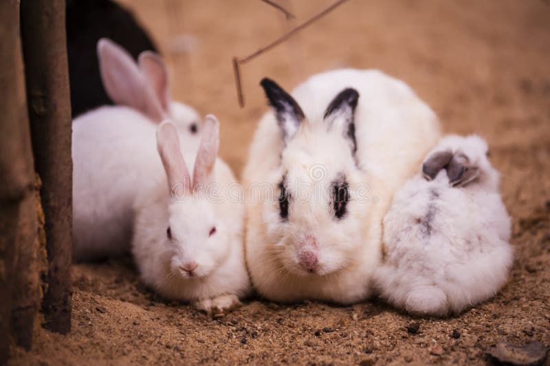 Lazy fat rabbit stock image. Image of adorable, grey - 29153881