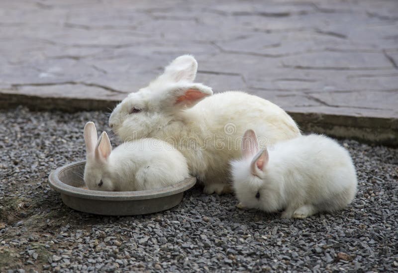 Rabbit family eating food stock image. Image of tray - 94323187
