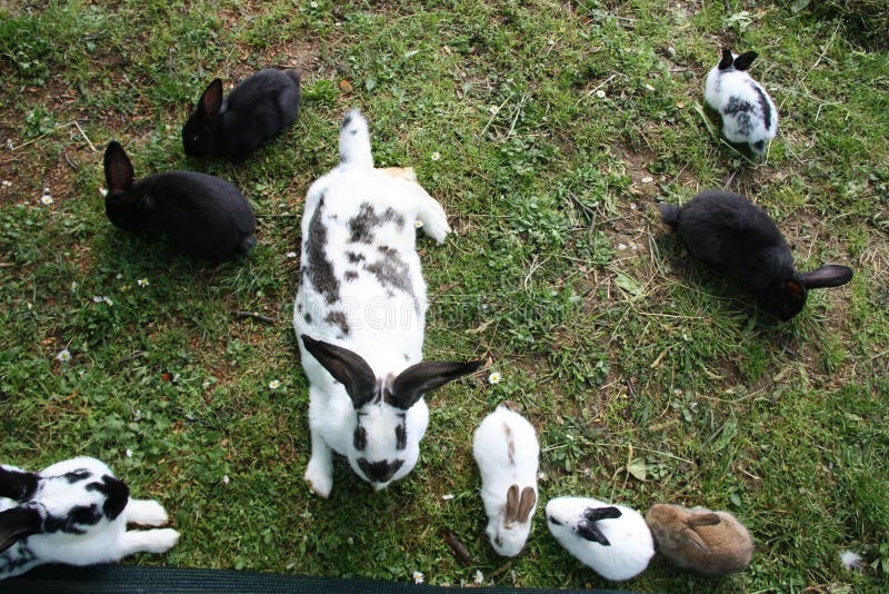 A domestic rabbit stock photo. Image of habitat, domestic - 21600020