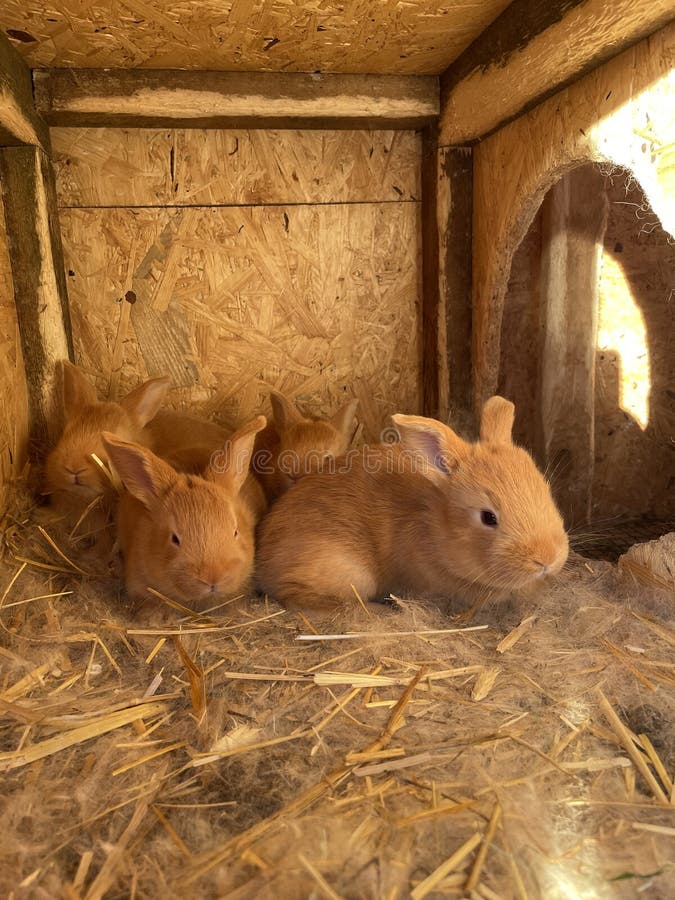 27,863 Rabbit Family Stock Photos - Free & Royalty-Free Stock Photos ...