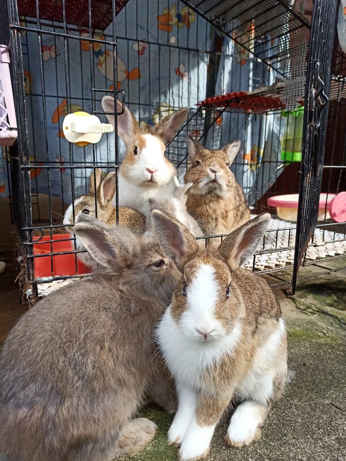Rabbit family together stock image. Image of rabbit - 276653273