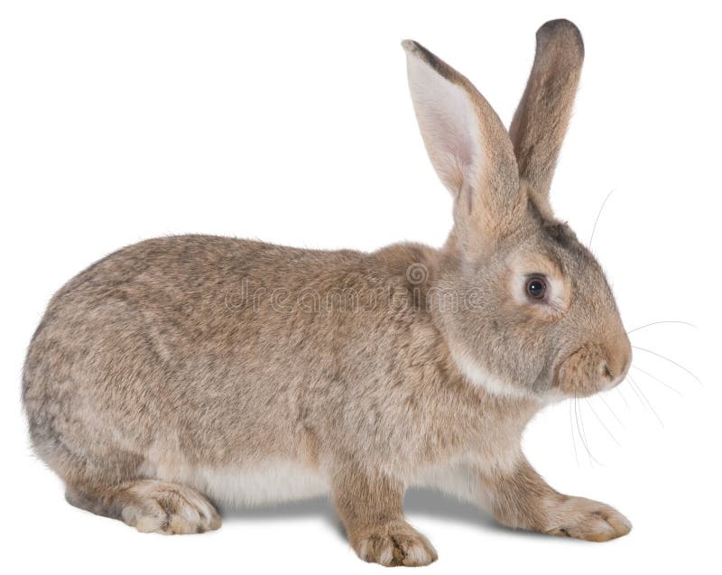 Rabbit farm animal stock image. Image of isolated, mammal - 14364145
