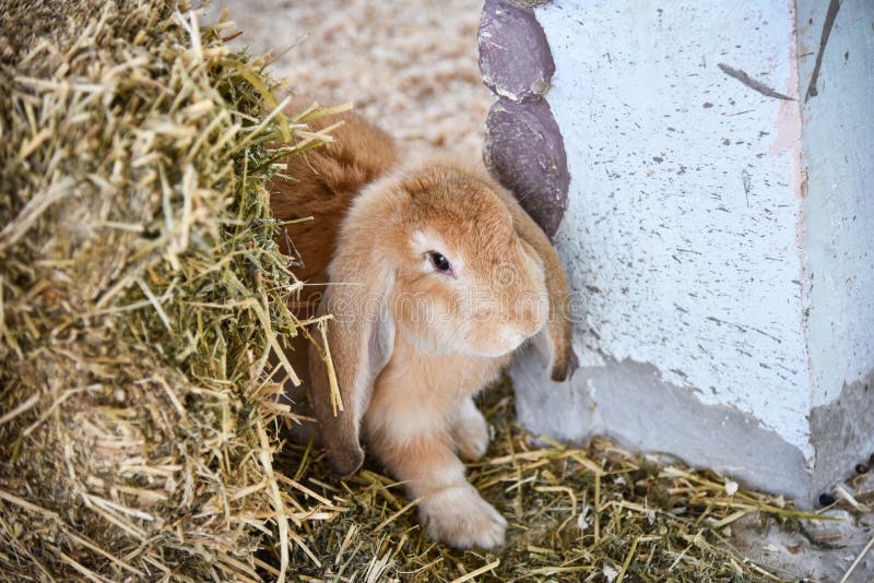 Rabbit farm stock photo. Image of cuniculus, cute, baby - 140200922