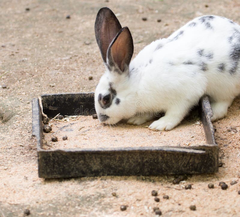 Rabbit on the Farm, Camping Stock Image - Image of cage, playful: 110115579