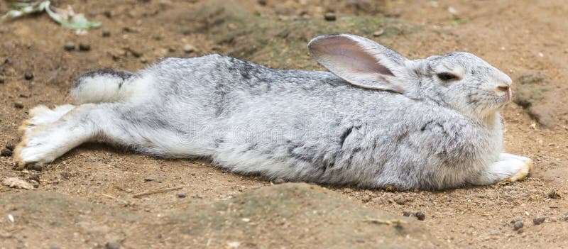 Rabbit on the Farm, Camping Stock Image - Image of spring, fluffy ...