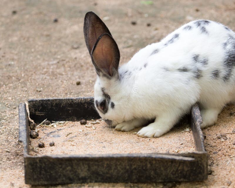 Rabbit on the Farm, Camping Stock Image - Image of ears, dwarf: 110115609