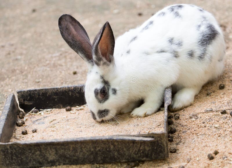Rabbit on the Farm, Camping Stock Image - Image of furry, animal: 110115613