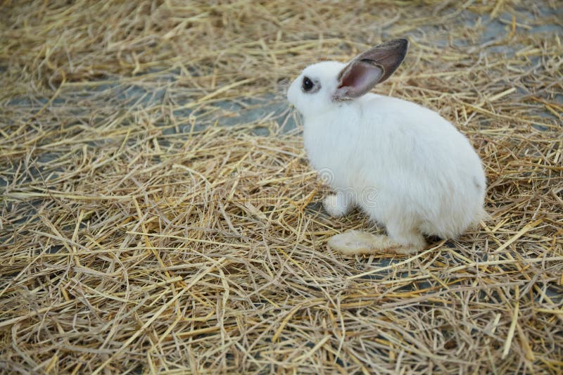White rabbit in the farm stock photo. Image of grass - 303003202