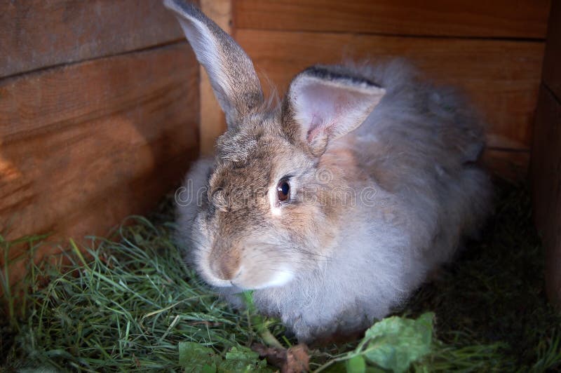 Rabbit in farm corral stock image. Image of agriculture - 214588413