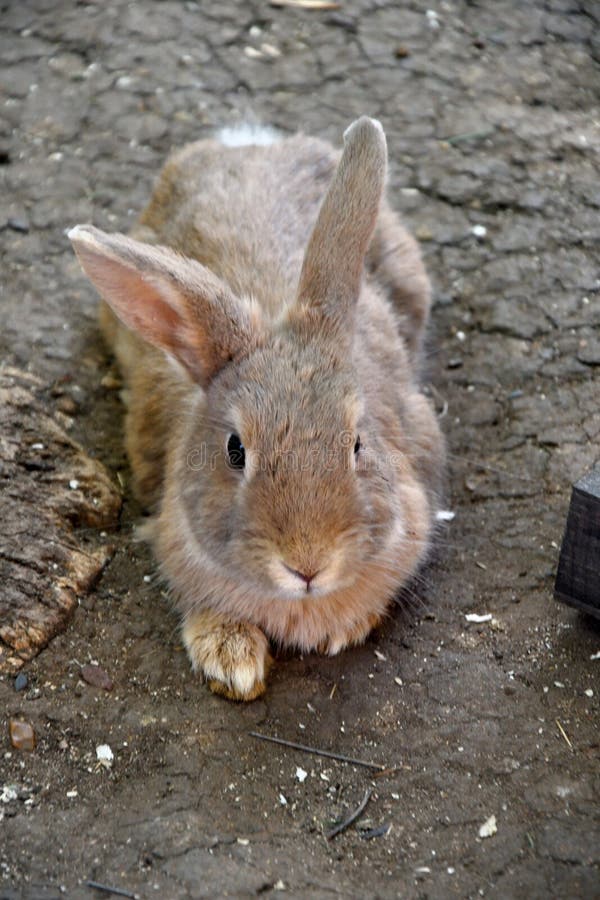 Rabbit on the farm stock photo. Image of animals, young - 238805542
