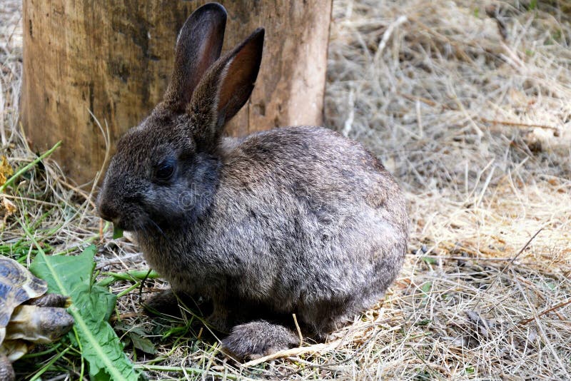 Rabbit on the farm stock photo. Image of rodent, agriculture - 238805568