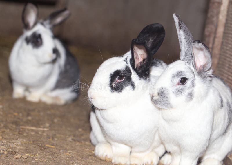 Rabbit on the farm stock image. Image of brown, easter - 89227603