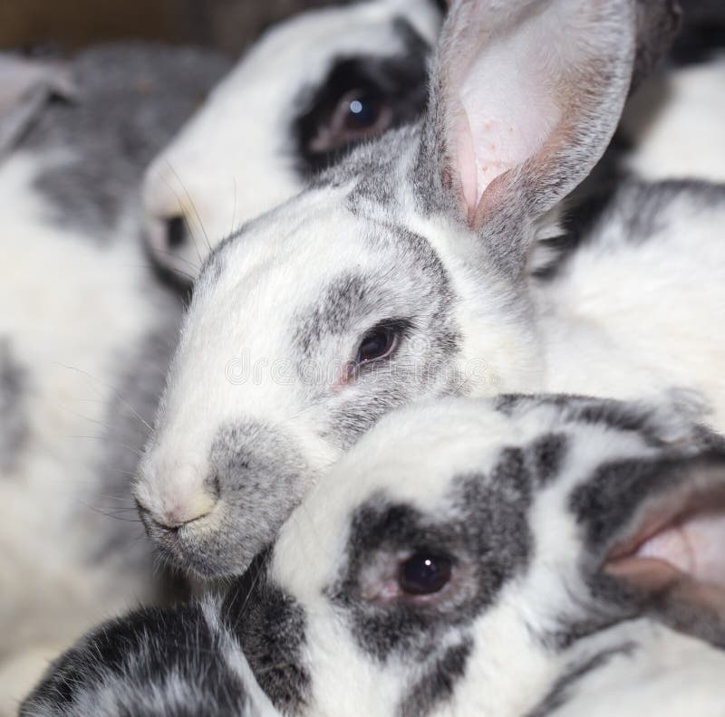 Rabbit on the farm stock photo. Image of offspring, easter - 102259002