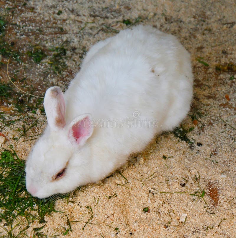 Rabbit on the farm stock image. Image of rabbit, spring - 177001377