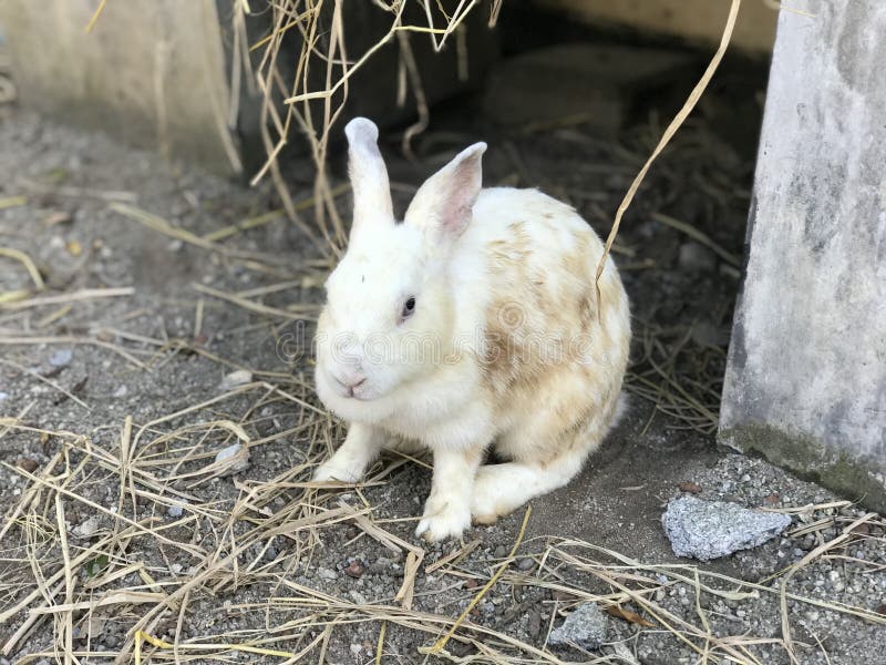 Rabbit in the farm stock photo. Image of farm, summer - 188047308