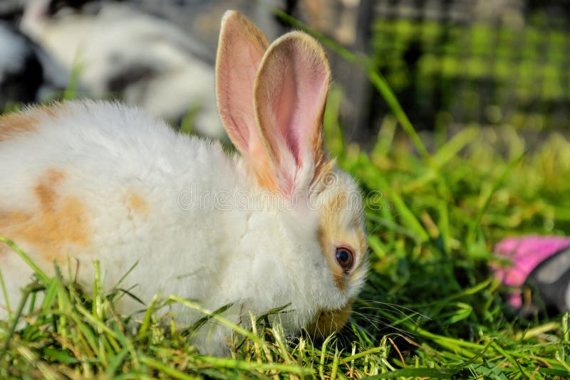 Rabbit Feed in Grass in Springtime. Cute Bunny Chew Hay in Garden Stock ...
