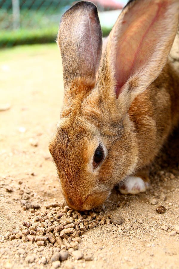 Rabbit Feeding stock image. Image of animal, hare, food - 22838147