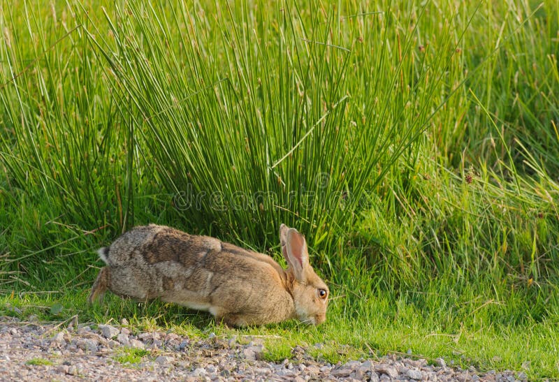 Rabbit stock image. Image of wild, rabbit, meadow, mammals - 37473005