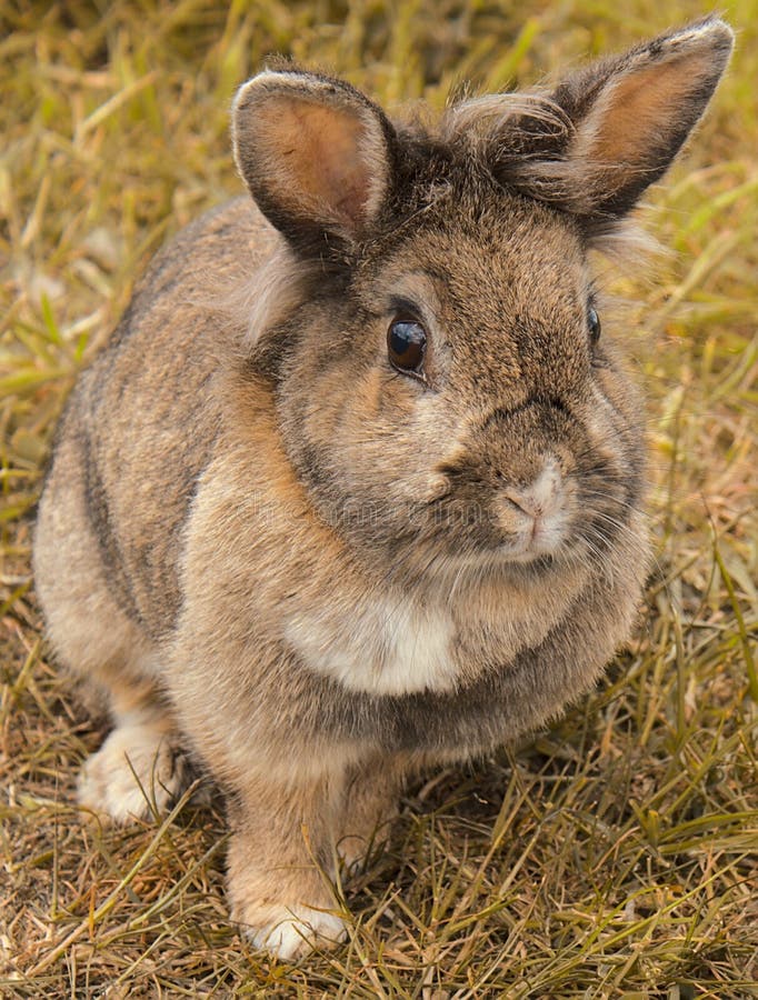 Rabbit in a field stock photo. Image of yellow, nature - 186293562