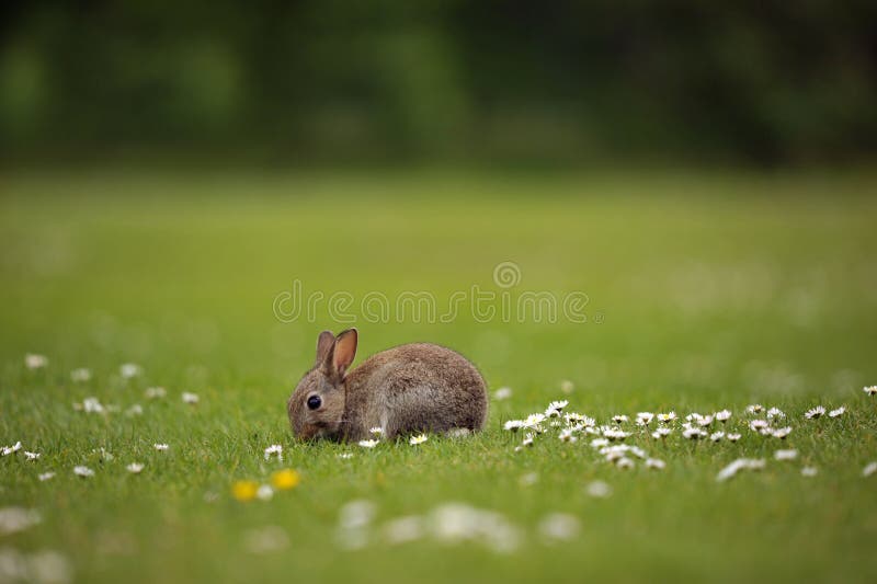 Wild Cottontail Rabbit stock image. Image of game, nature - 32520519