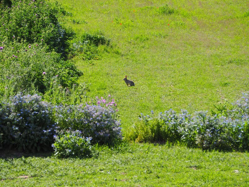 Rabbit in Field of Grass and Flowers Stock Photo - Image of rabbit ...