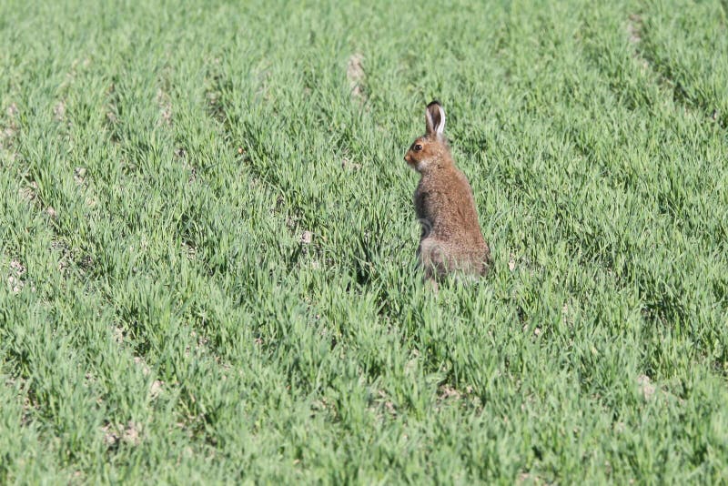 Rabbit in a field stock image. Image of baby, easter - 19682719